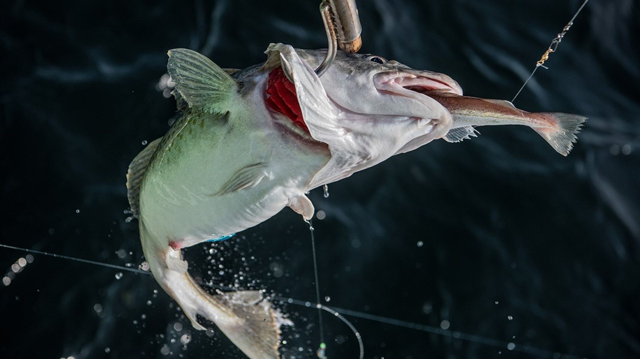 Mads Fuglede: Kritikere tegner et forkert billede af fiskebestanden ...